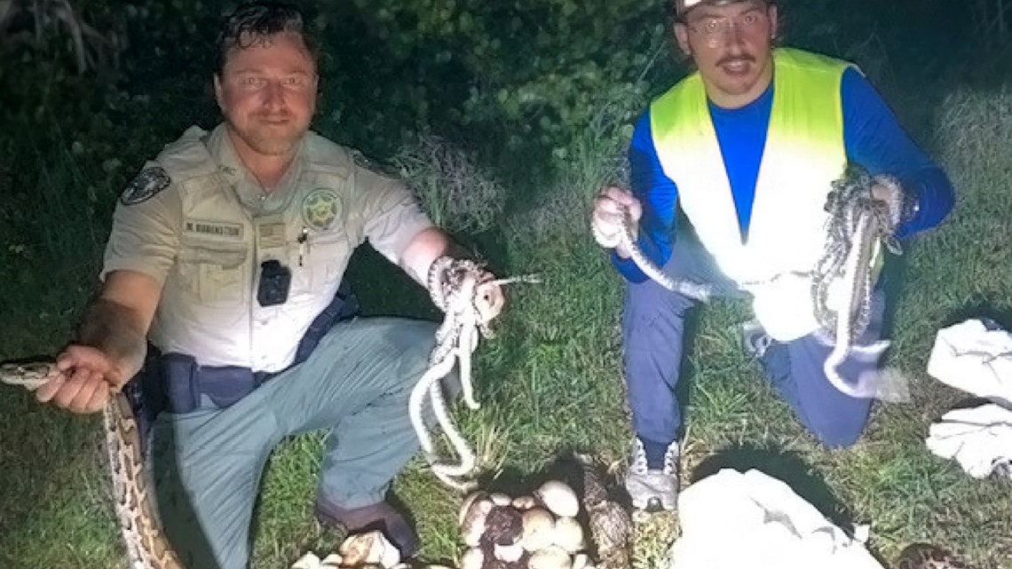 2 Burmese pythons, hatchling and eggs removed from South Florida | wtsp.com