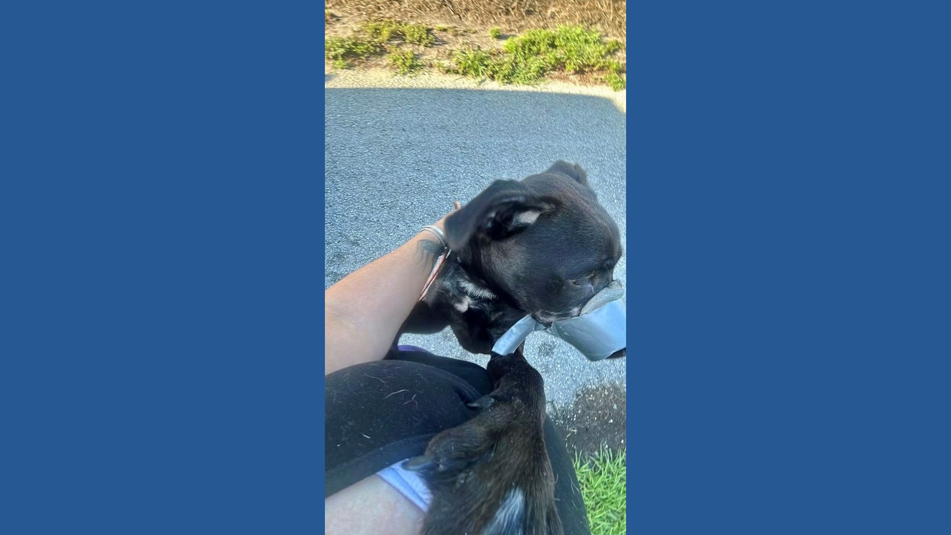 Photo of dog with muzzle taped leads to Auburndale woman's animal ...