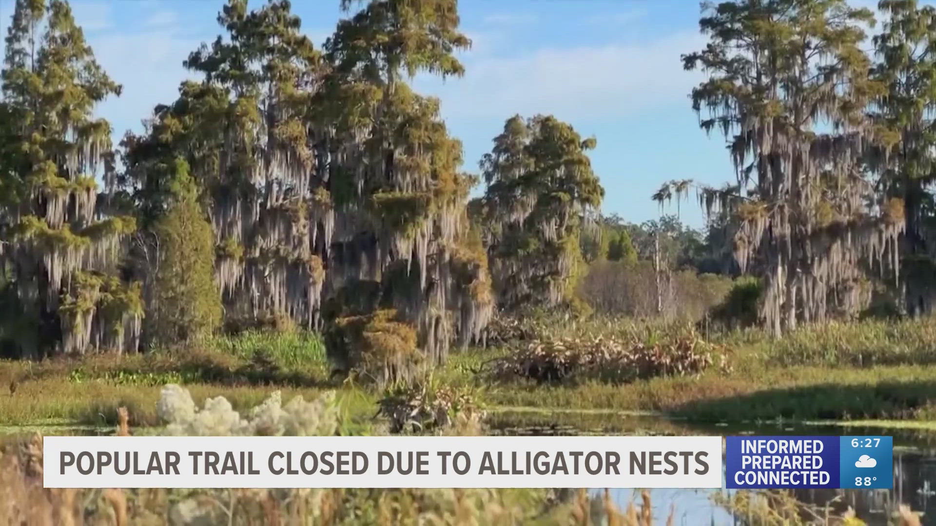 Popular Florida trial shuts down due to alligator nests | wtsp.com