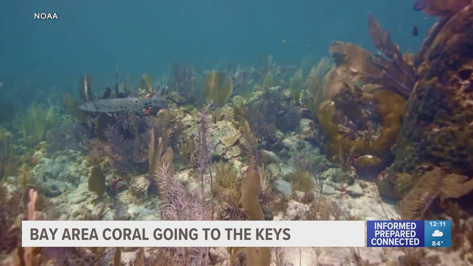 Coral babies to be planted in Florida Keys | wtsp.com