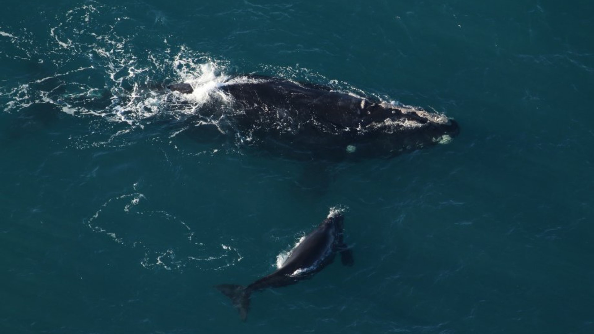 CMA identifies endangered North Atlantic right whale species | wtsp.com
