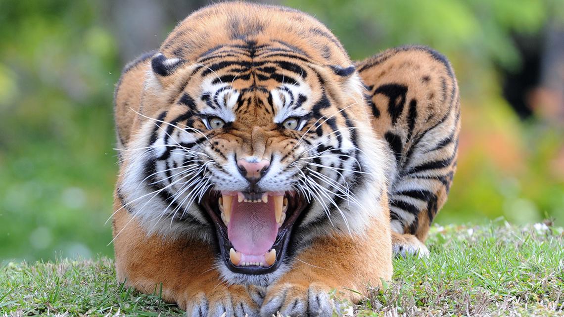 Elderly Sumatran tiger dies at Zoo Miami | wtsp.com