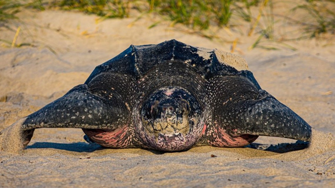 800-pound leatherback turtle spotted on Florida beach | wtsp.com
