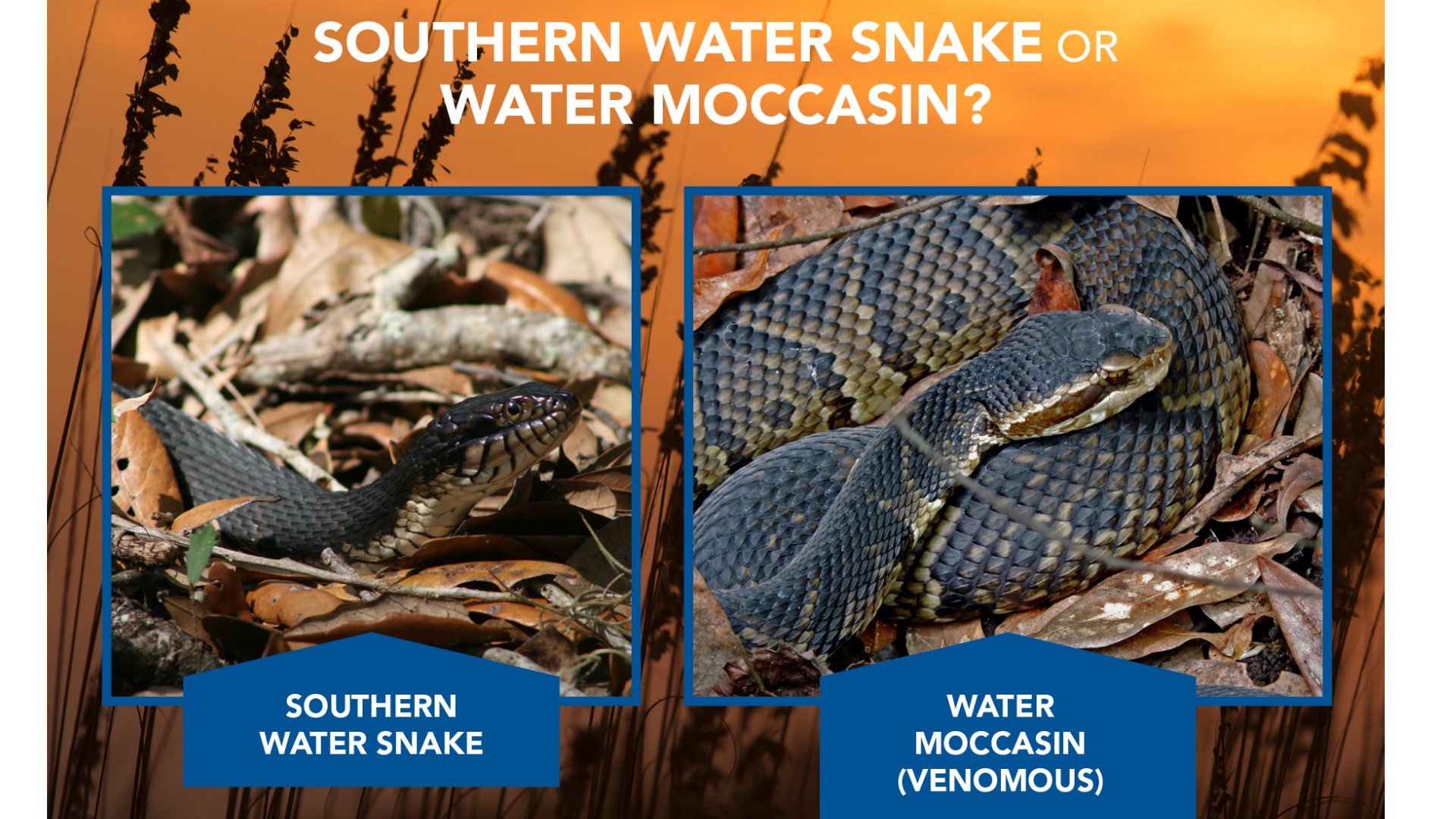 Top 10: Misidentified Florida animals, plants and insects | wtsp.com