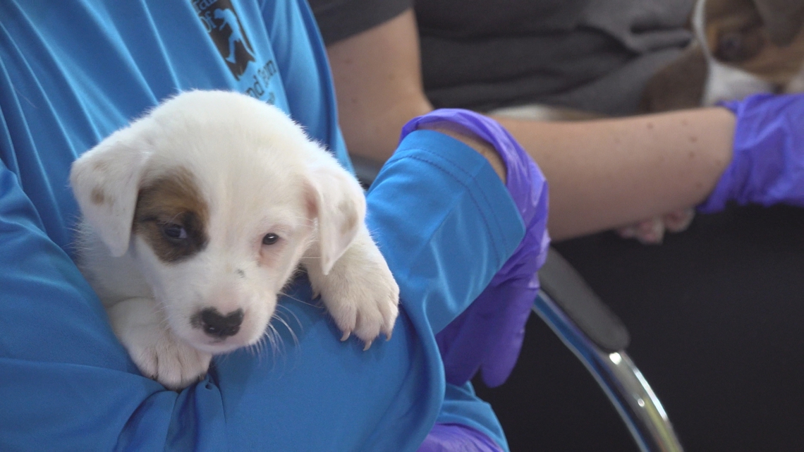 Animal rescue experts react to stricter rules at Pinellas County pet ...