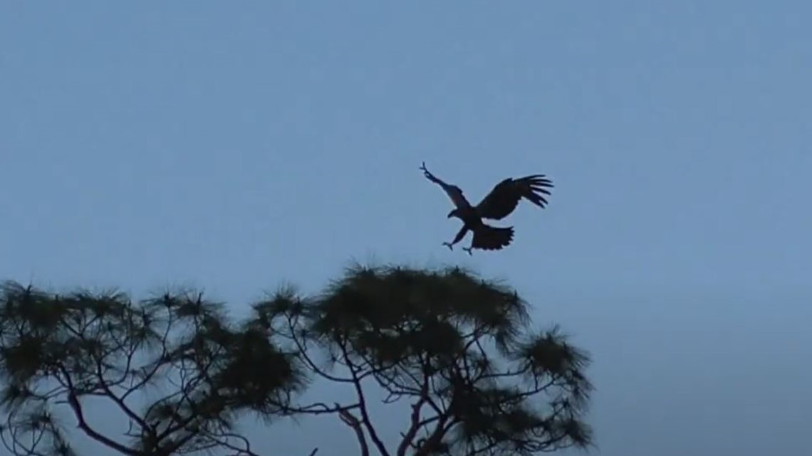 Southwest Florida eaglet makes first unsteady flight since birth | wtsp.com