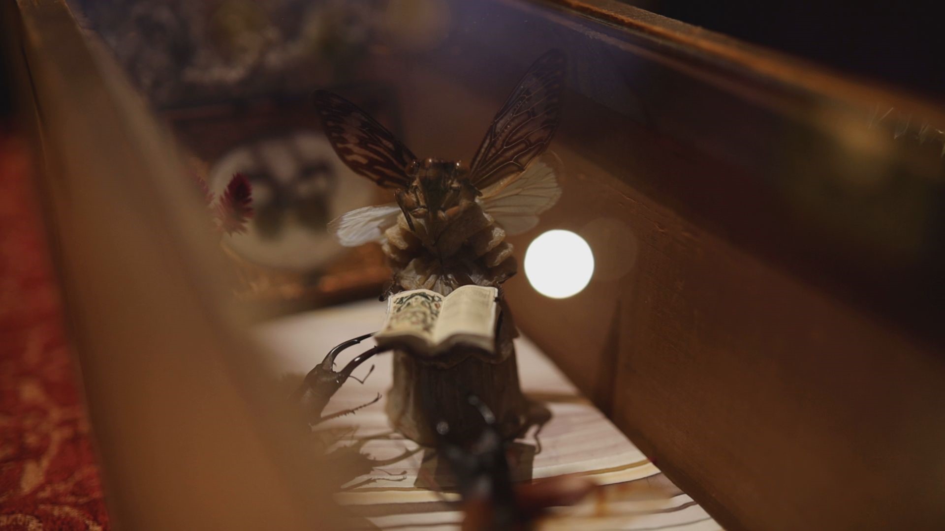 Artist uses 5,000 bugs for art exhibit at Museum of Fine Arts | wtsp.com