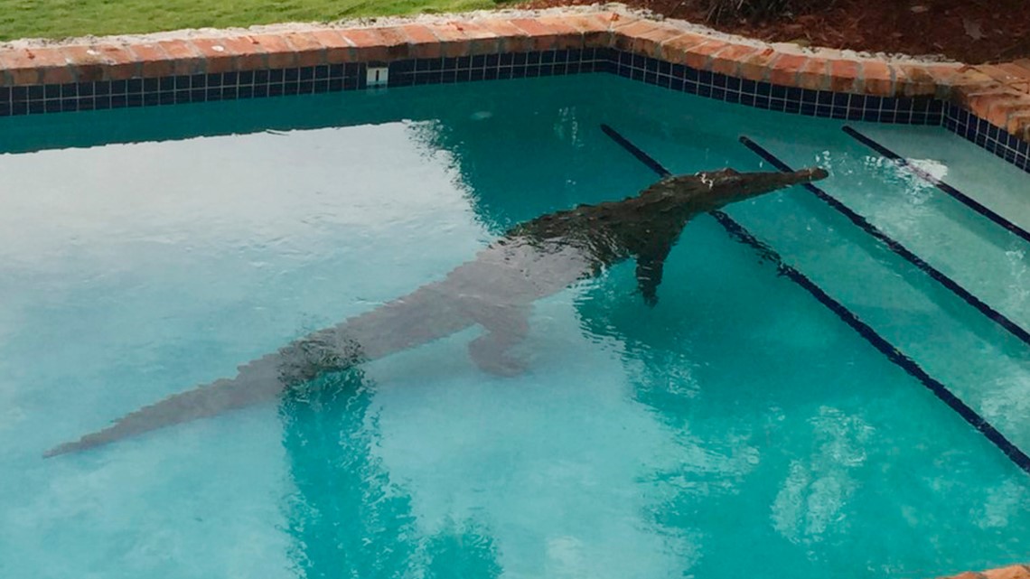 Crocodiles making comeback in Florida | wtsp.com