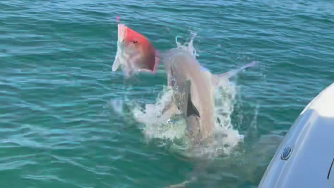 Sharks steal fish in Florida video: See the frenzy | wtsp.com