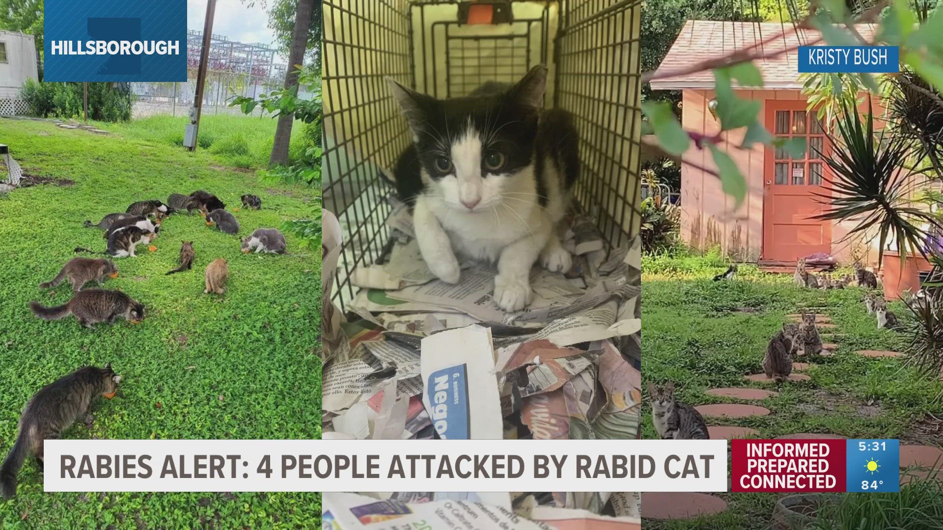 More rabies cases possible after rabid cat bites 4 in Hillsborough ...