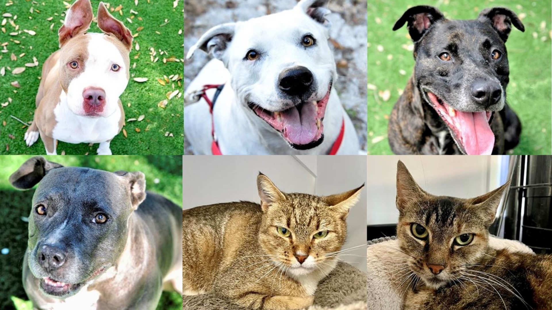 Manatee County Animal Services waives adoption fees for pets | wtsp.com