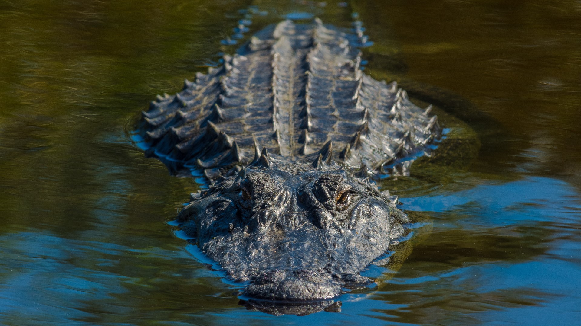 Alligators have ability to hear underwater, new research finds | wtsp.com