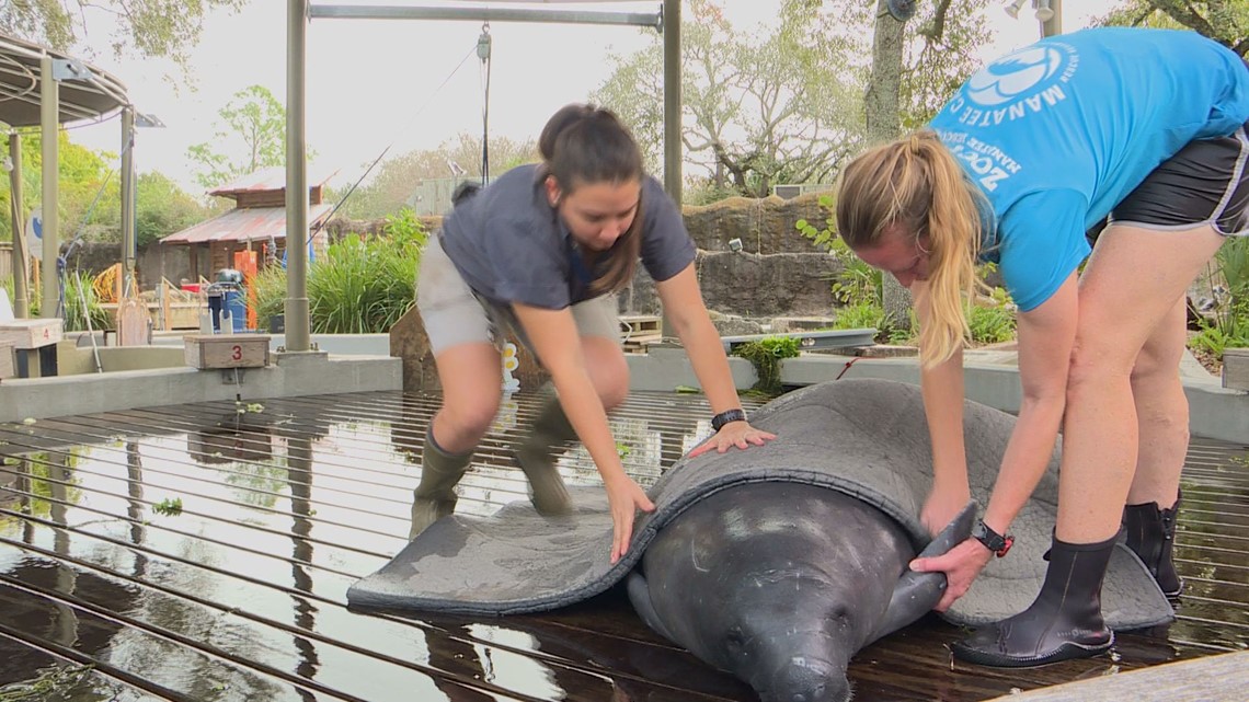 Severely injured manatee euthanized after Christmas Eve rescue | wtsp.com