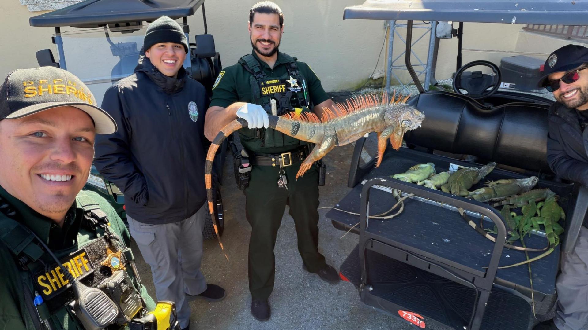 Iguanas falling from trees in Florida can be brought to this Lakeland ...