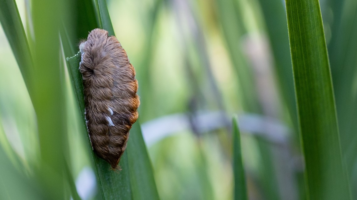 Florida puss caterpillar: How to say the venomous insect's name | wtsp.com