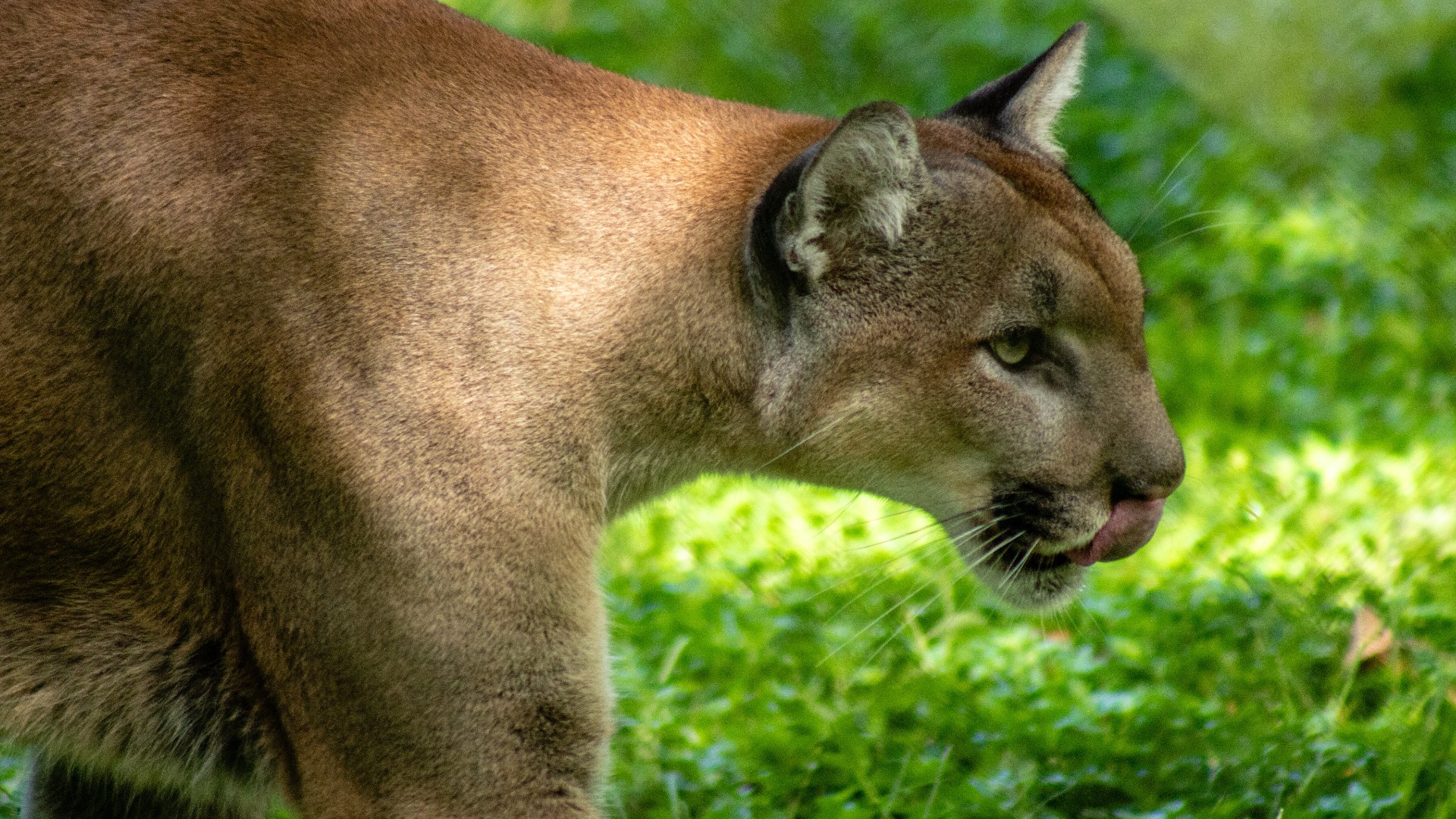 FWC reports first death of endangered Florida panther in 2024 | wtsp.com