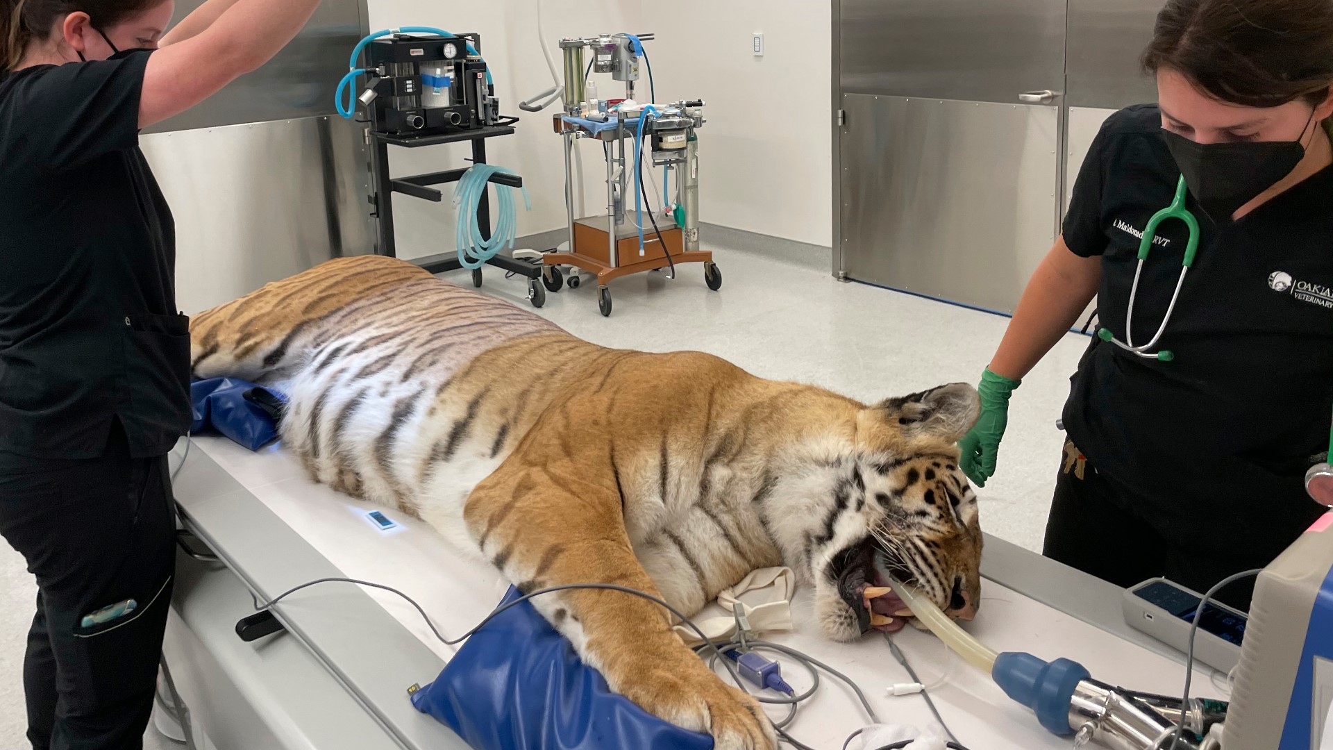 Rescued Oklahoma tigers get care and new home in California | wtsp.com