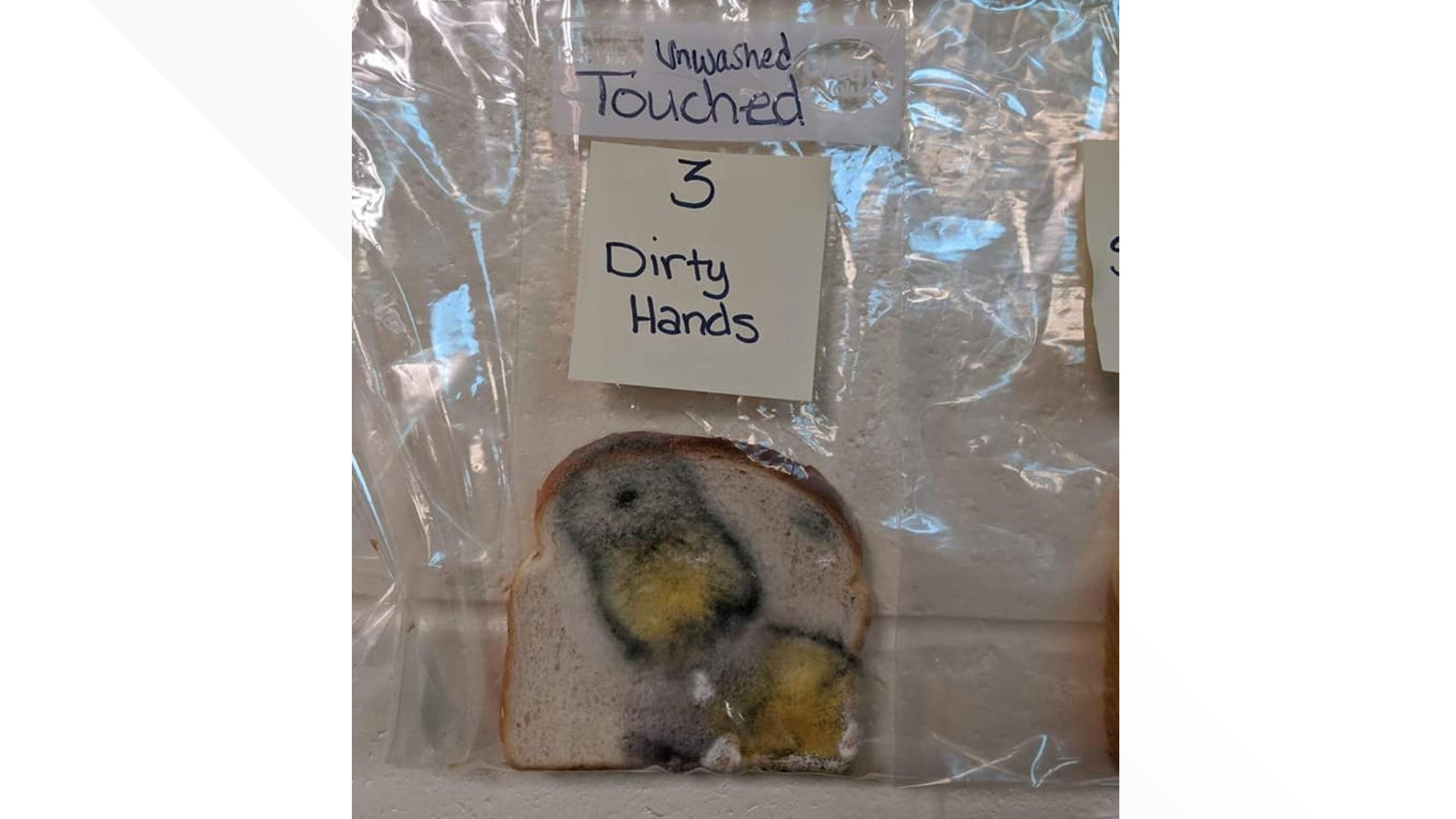 Idaho teacher's experiment shows importance of washing hands | wtsp.com