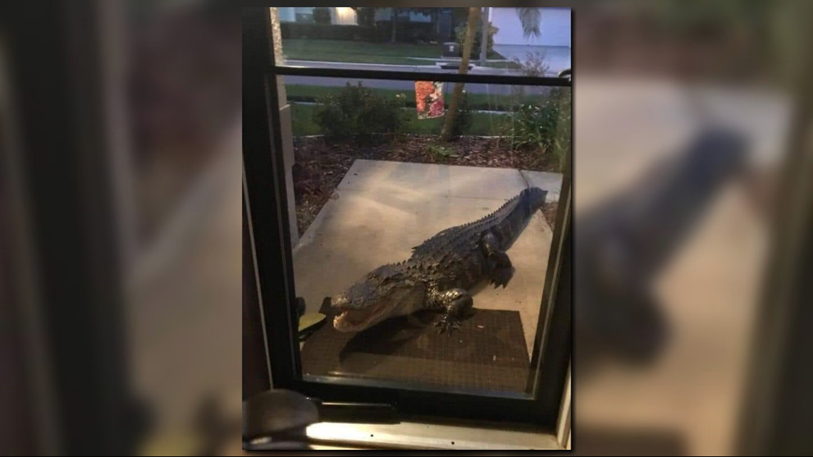 Big Florida gator hisses at Tampa Bay couple's doorstep | wtsp.com