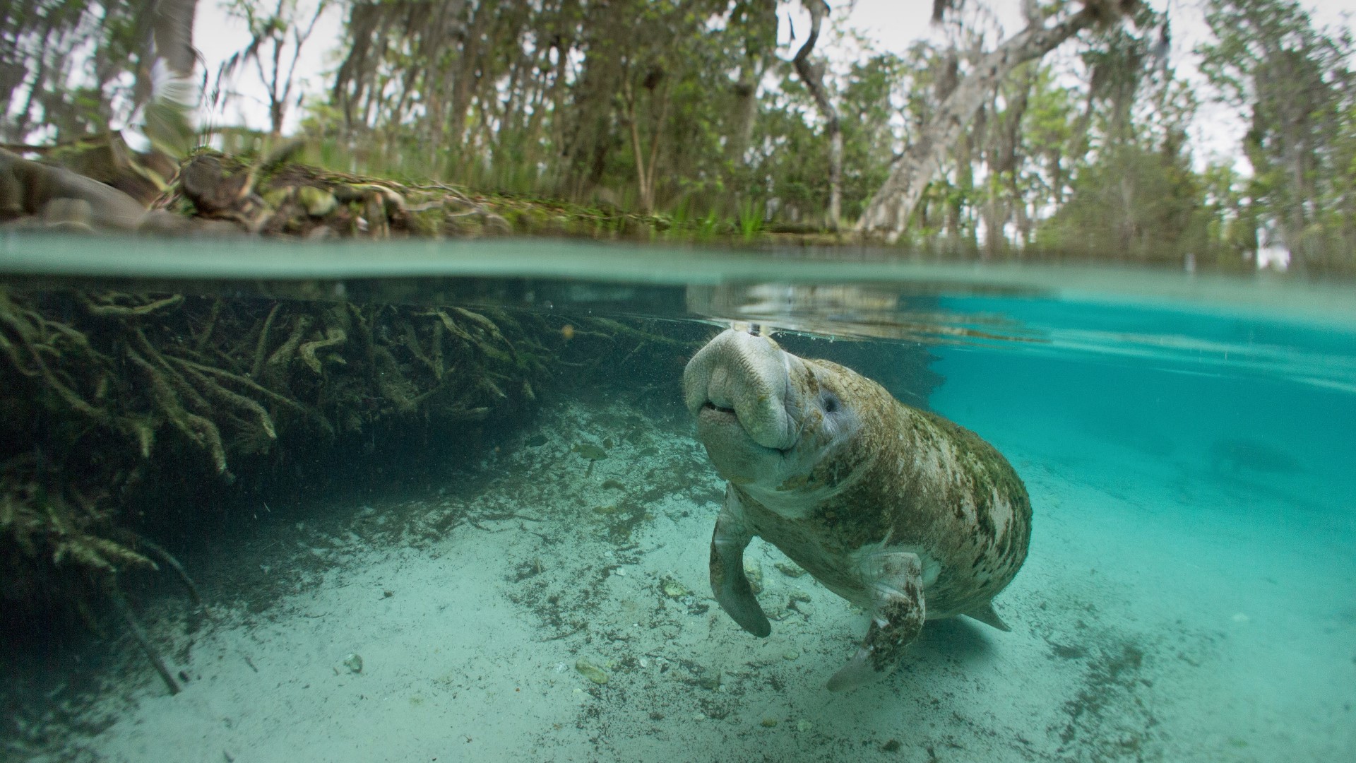 Where to see Florida manatees in the wild | wtsp.com