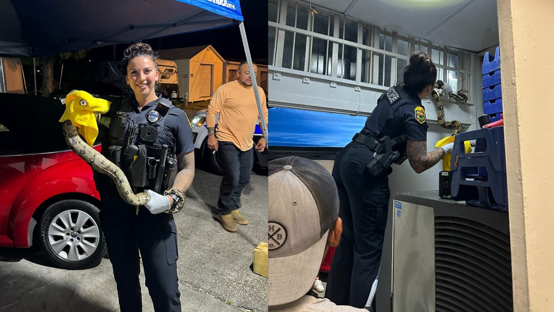 Clearwater police officer captures 5-foot boa constrictor | wtsp.com