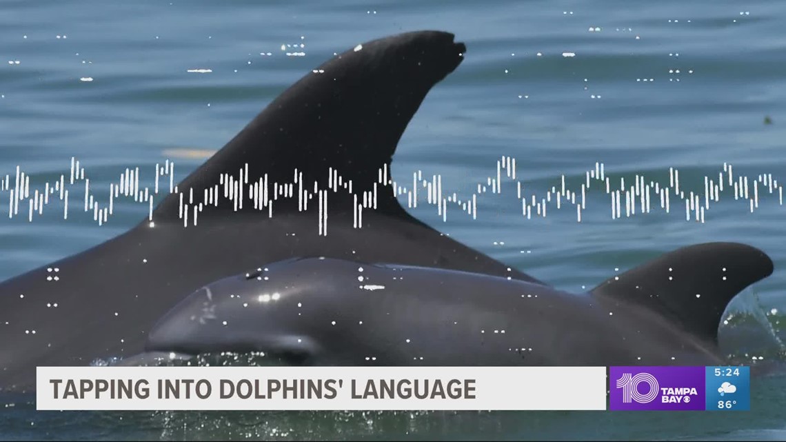Do a little eavesdropping, learn about dolphins' language | wtsp.com