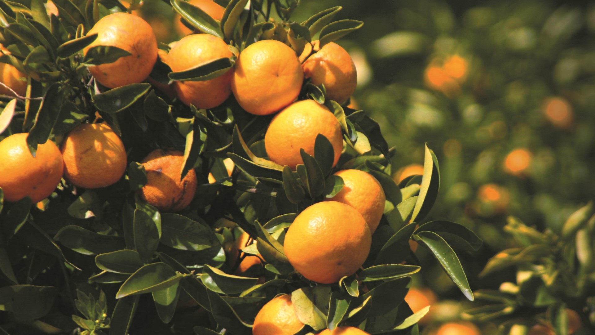 Exploring Tropicana's hometown history in Bradenton | wtsp.com