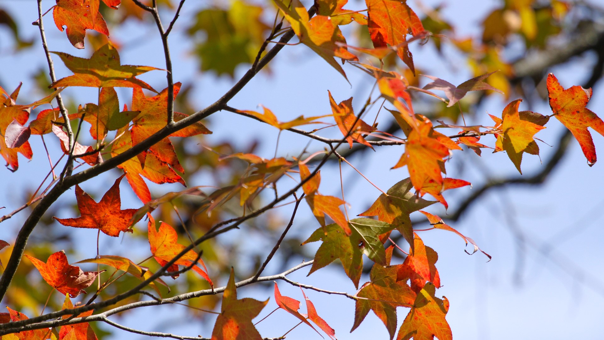 Where to see autumn colors across Florida | wtsp.com