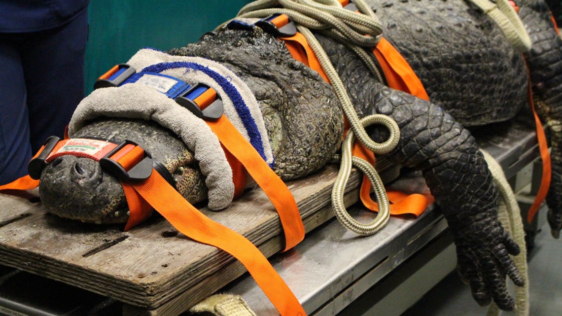 Gallery: Huge alligator gets a CT scan at UF's veterinary school | wtsp.com