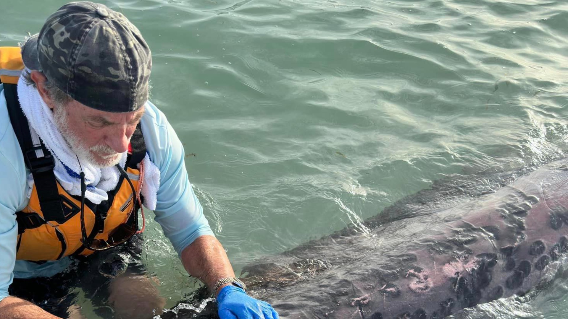 Rescuers find rare species of whale dead near Florida Keys | wtsp.com