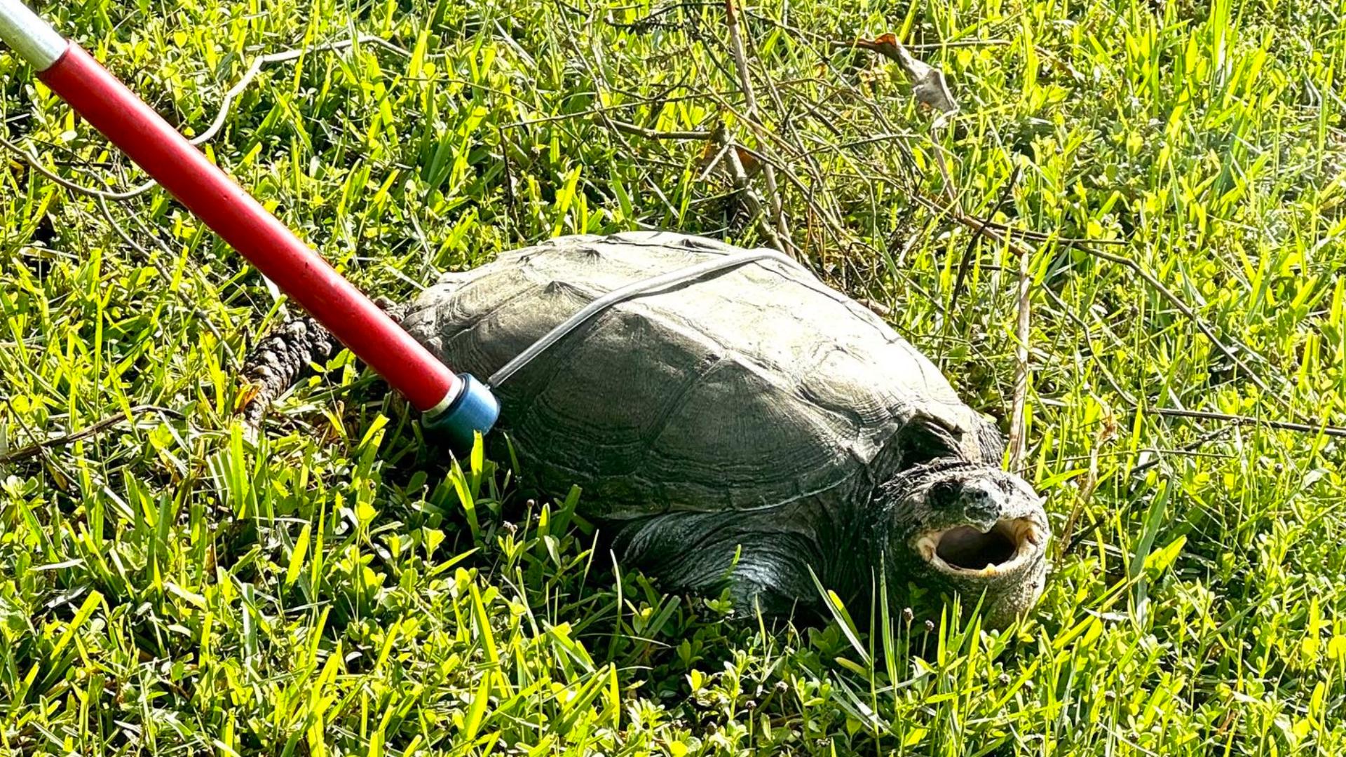 Pinellas County deputies save snapping turtle crossing the road | wtsp.com