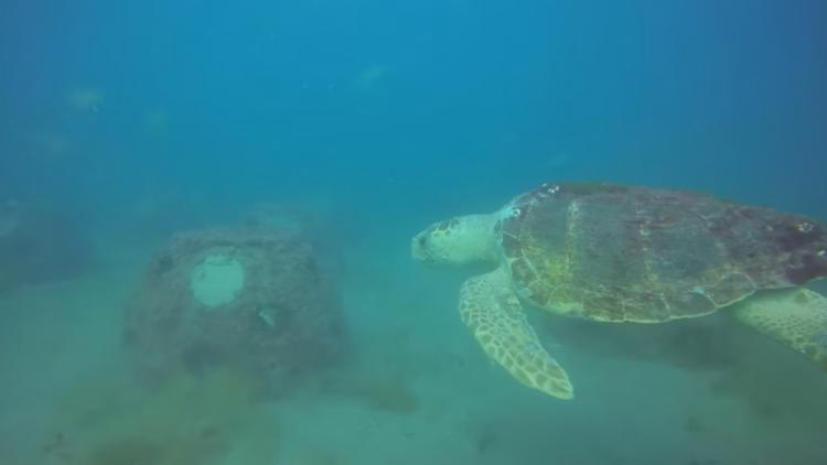 Eternal Reefs provides green burial option in Florida | wtsp.com