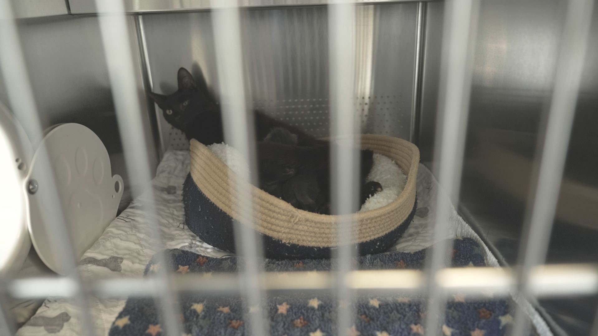 Florida has few laws to protect animals | wtsp.com