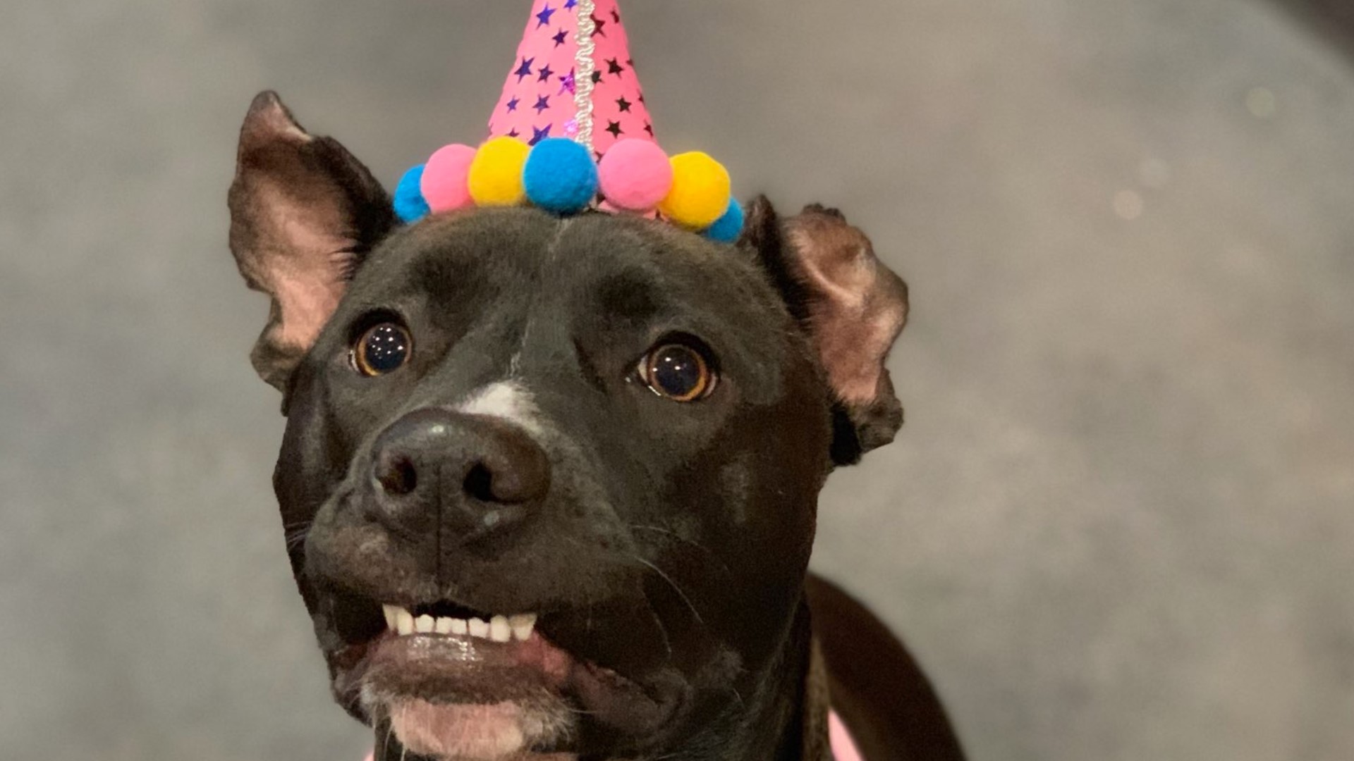 'Clover' celebrates her first birthday as the official Madiera Beach ...