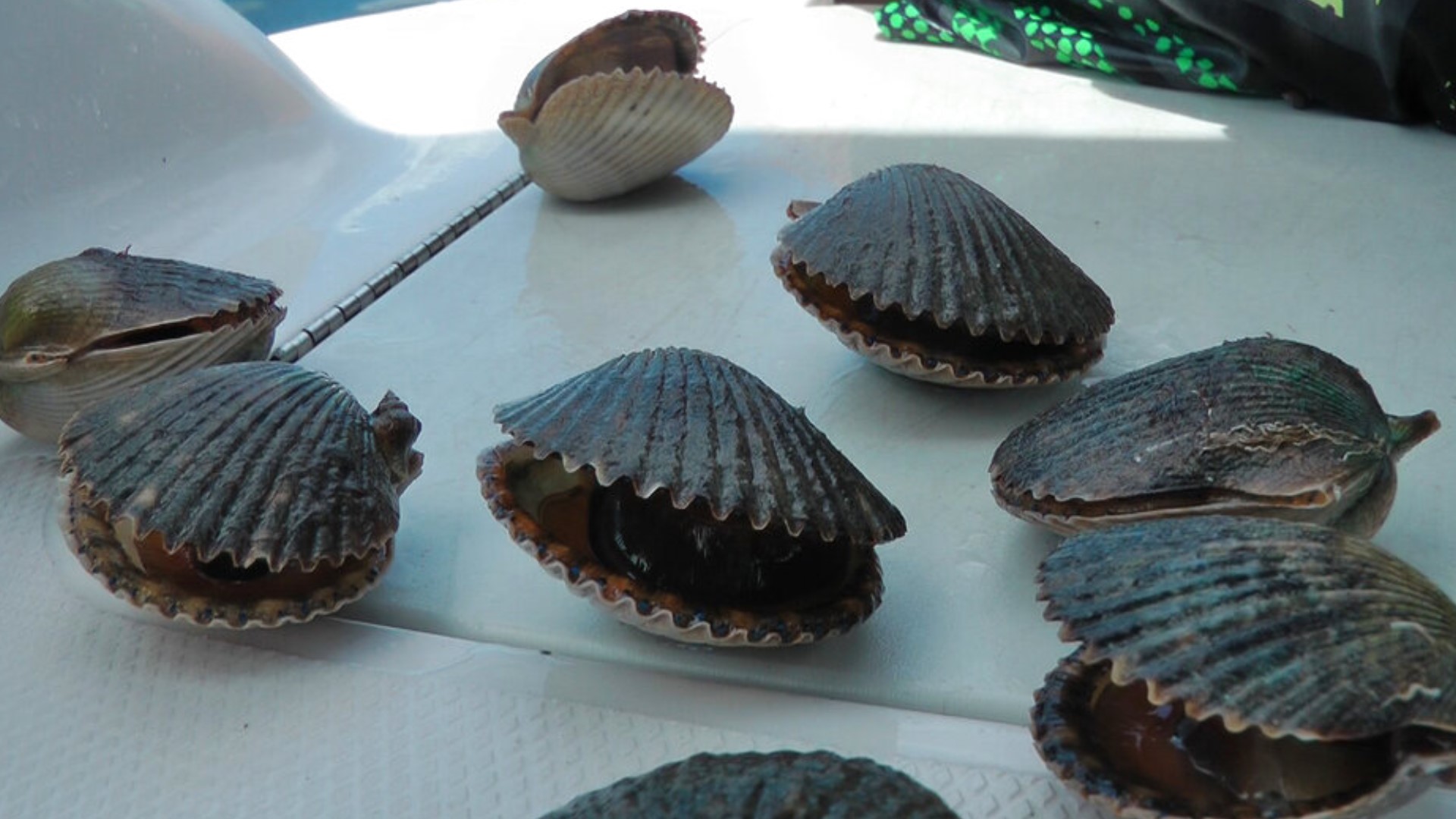 Guide: Scallop season along the Florida Gulf Coast | wtsp.com