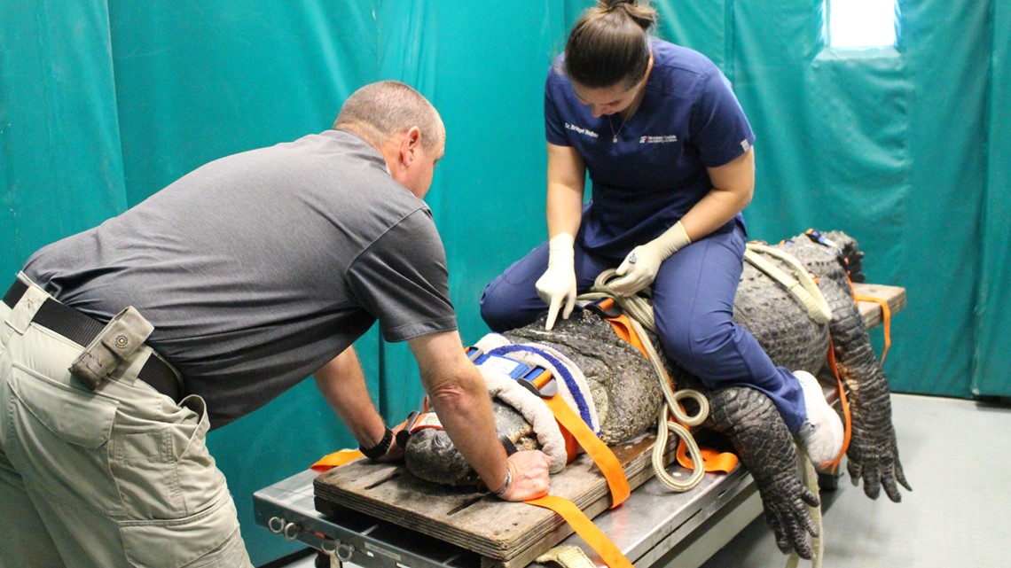 Gallery: Huge alligator gets a CT scan at UF's veterinary school | wtsp.com