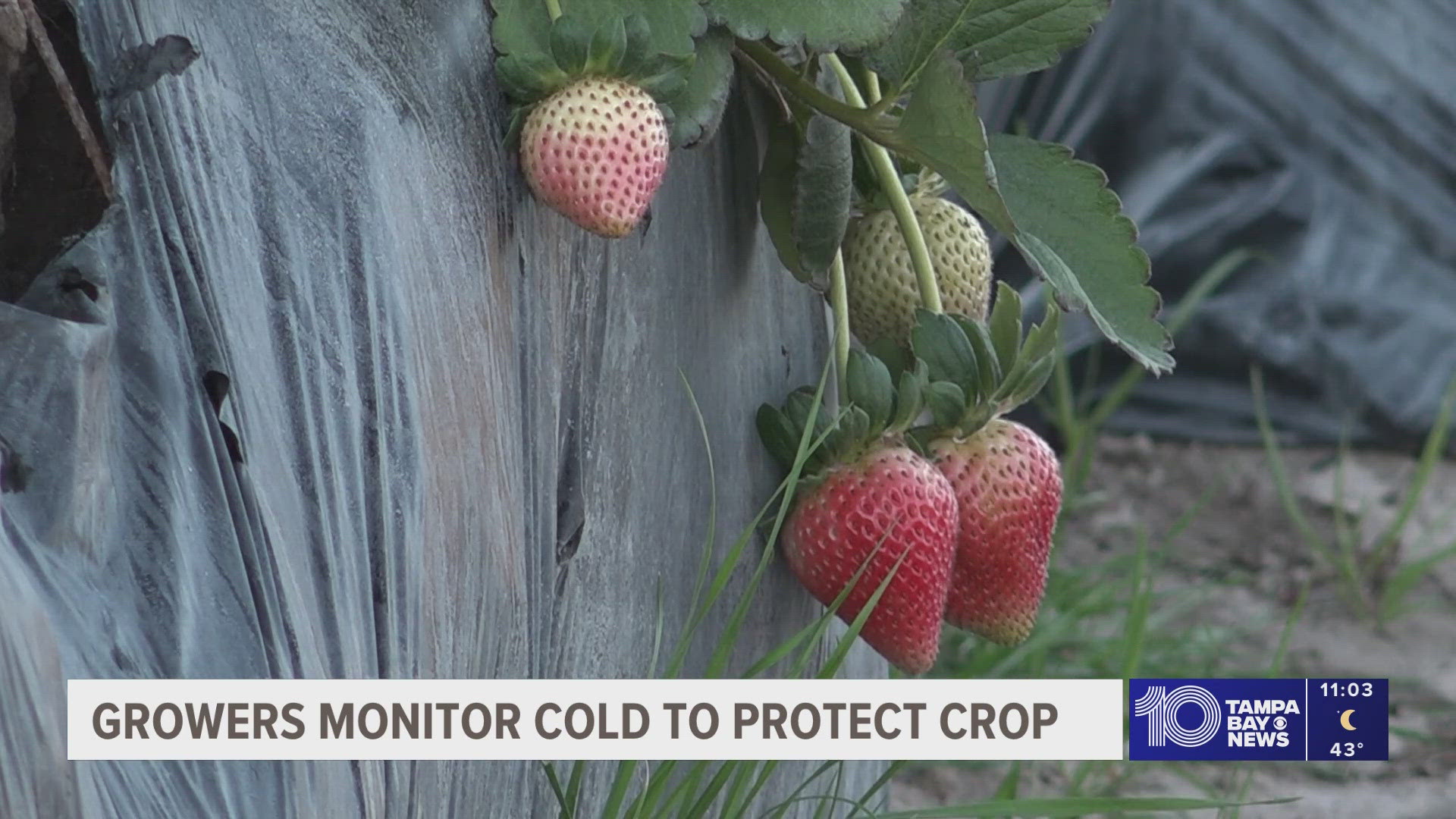 Strawberry growers across Tampa Bay monitor cooler temperatures to ...