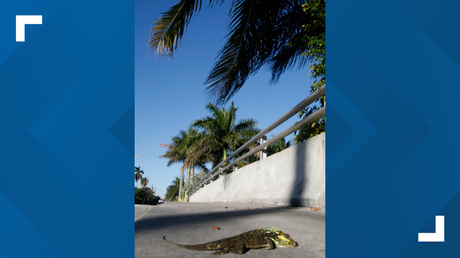 Falling iguana alert: Florida cold could 'stun' the reptiles | wtsp.com