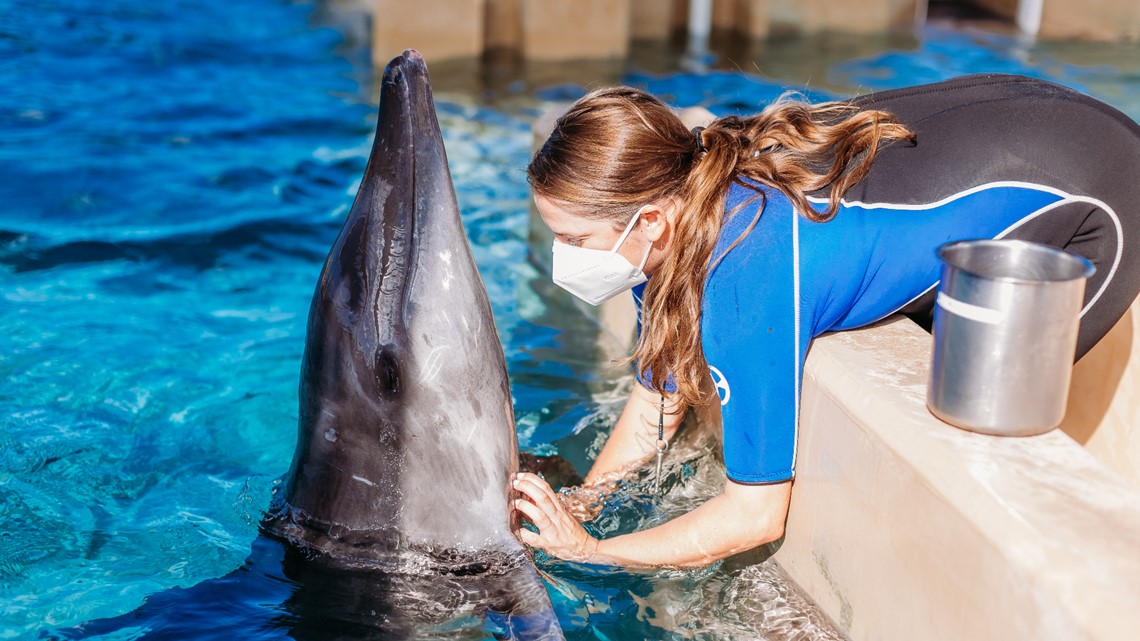 CMA celebrates rescue anniversary of rough-toothed dolphin | wtsp.com