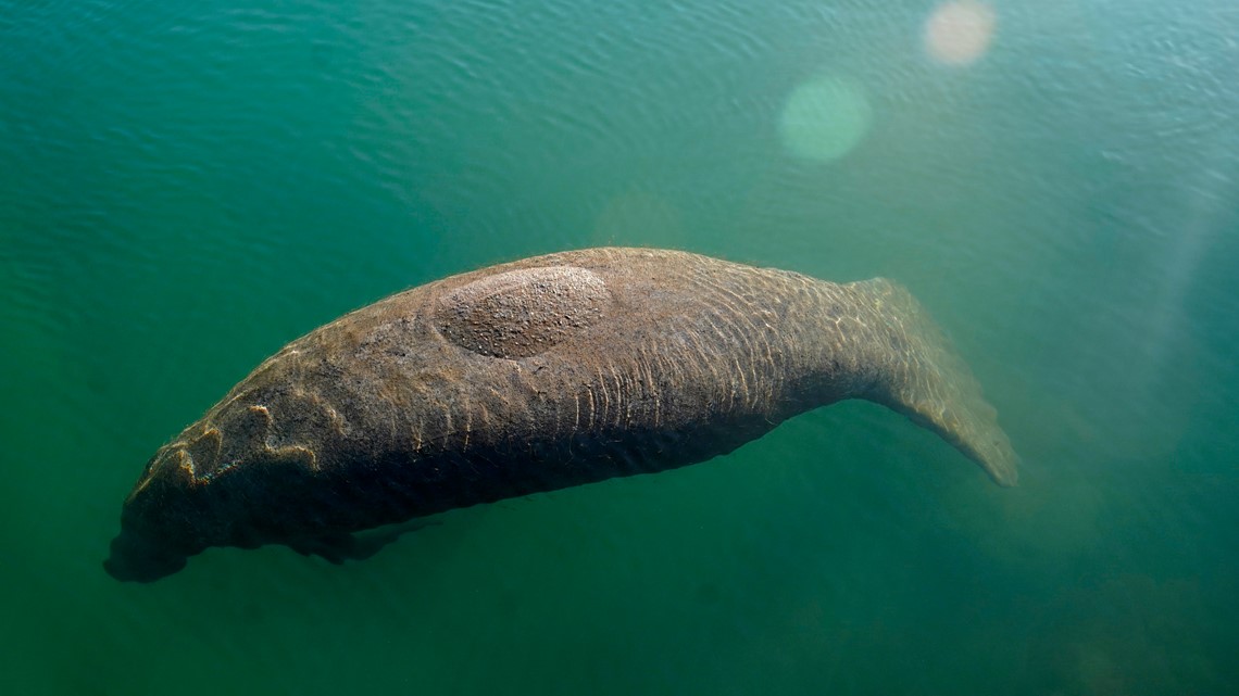 SeaWorld Orlando scales up care for threatened manatees | wtsp.com