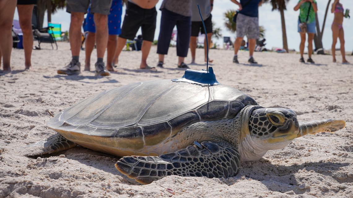 Rehabilitated sea turtle released back into ocean in Tarpon Springs | wtsp.com