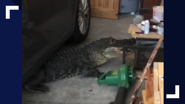 Video: Gator rescued and released after getting trapped under car in ...