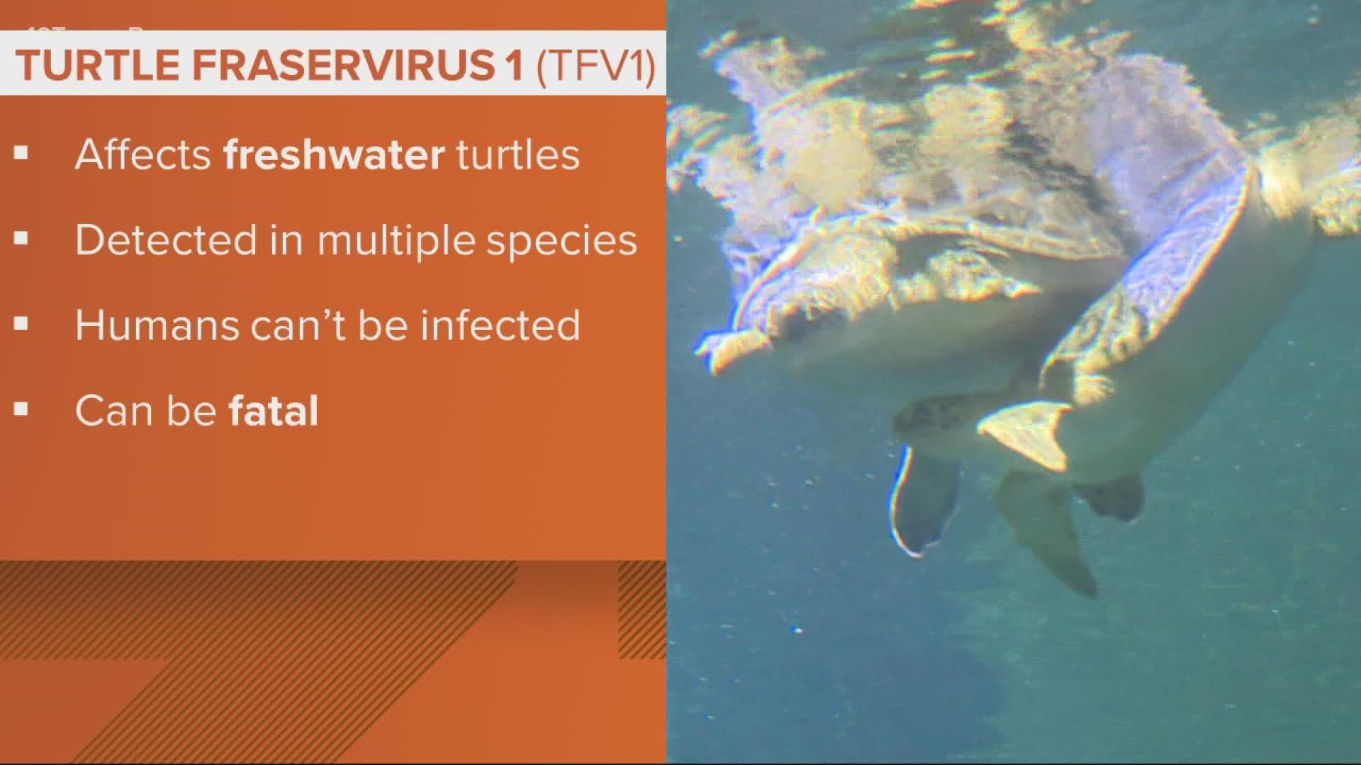 Here's how you can help Florida researchers study a deadly turtle virus ...