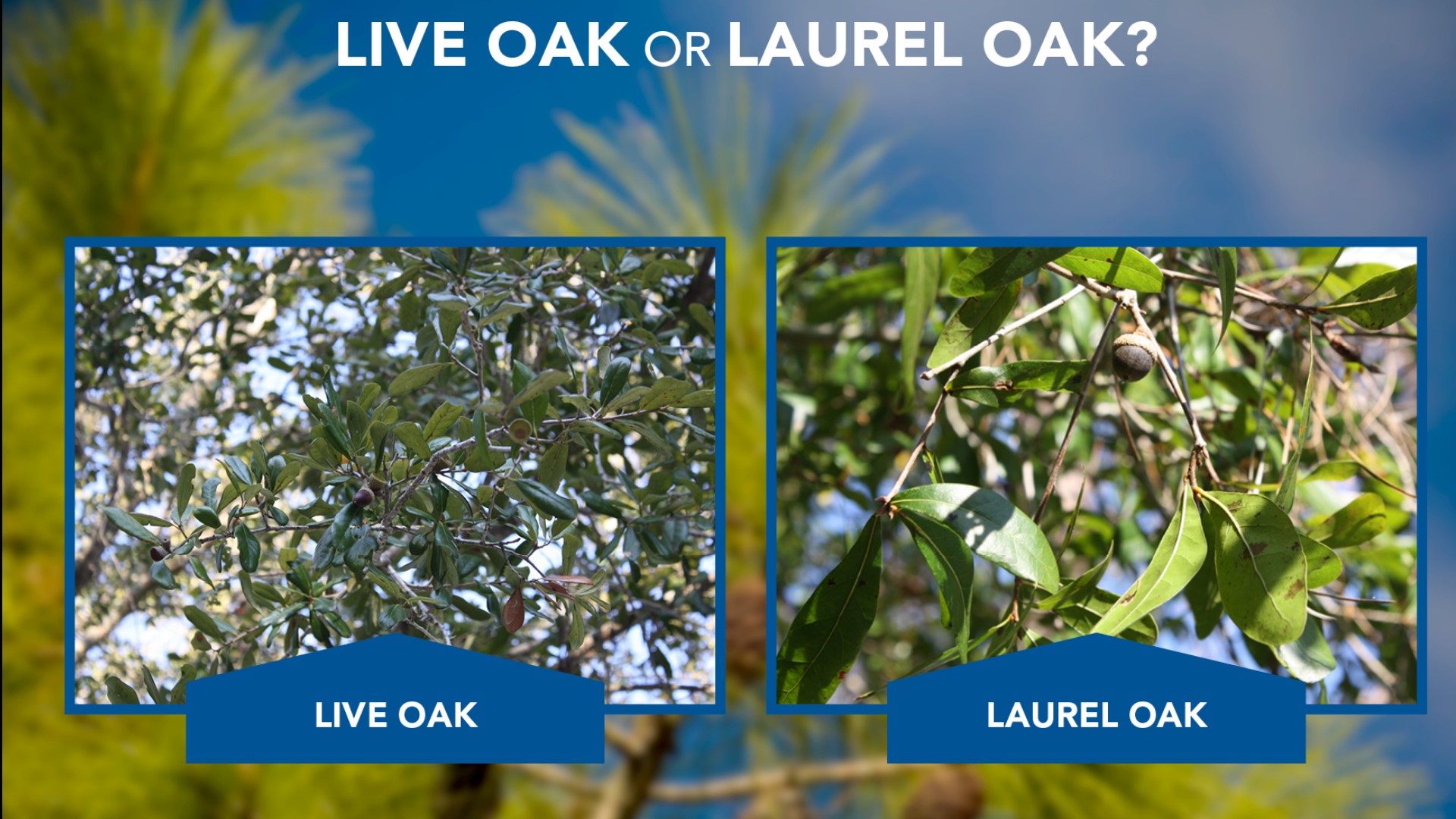 Top 10: Misidentified Florida animals, plants and insects | wtsp.com