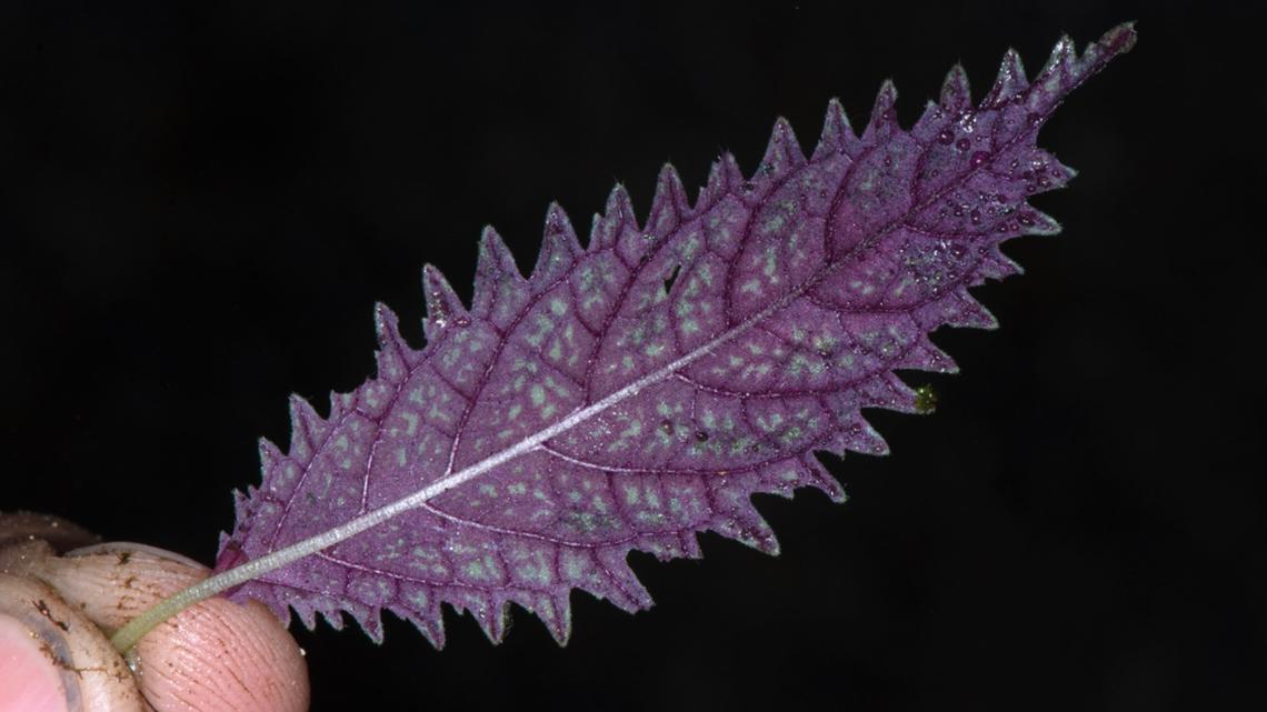 'Miraculous' new plant species discovered by Sarasota botanist | wtsp.com