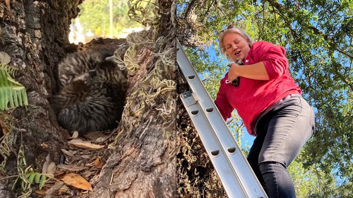 Mom cat, kittens rescued from tree at Tampa elementary school | wtsp.com