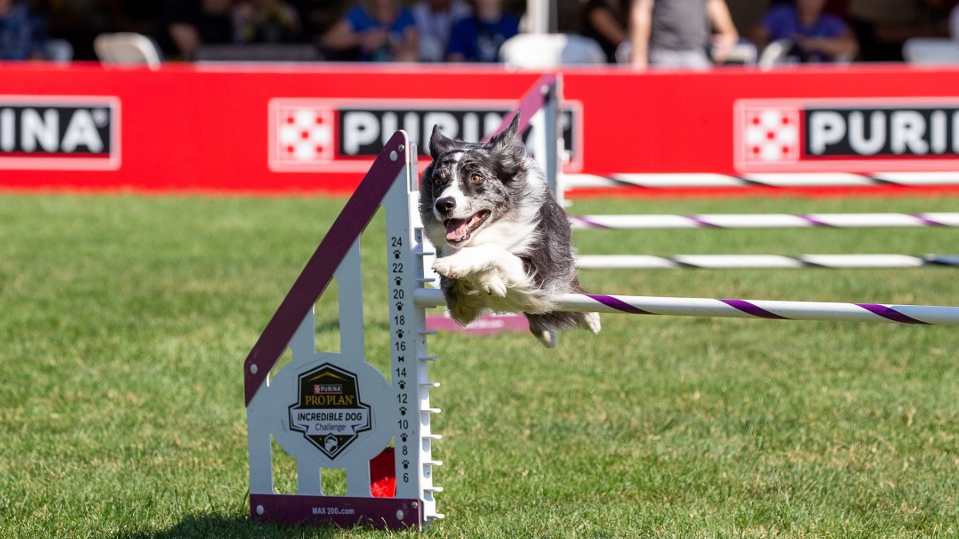 Purina Pro Plan Incredible Dog Challenge coming to Clearwater | wtsp.com