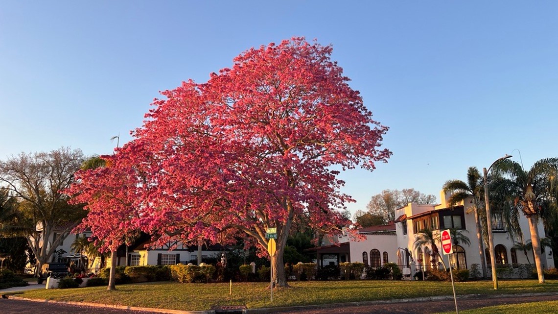 Giant pink trumpet tree's flowers bloom in St. Pete neighborhood | wtsp.com