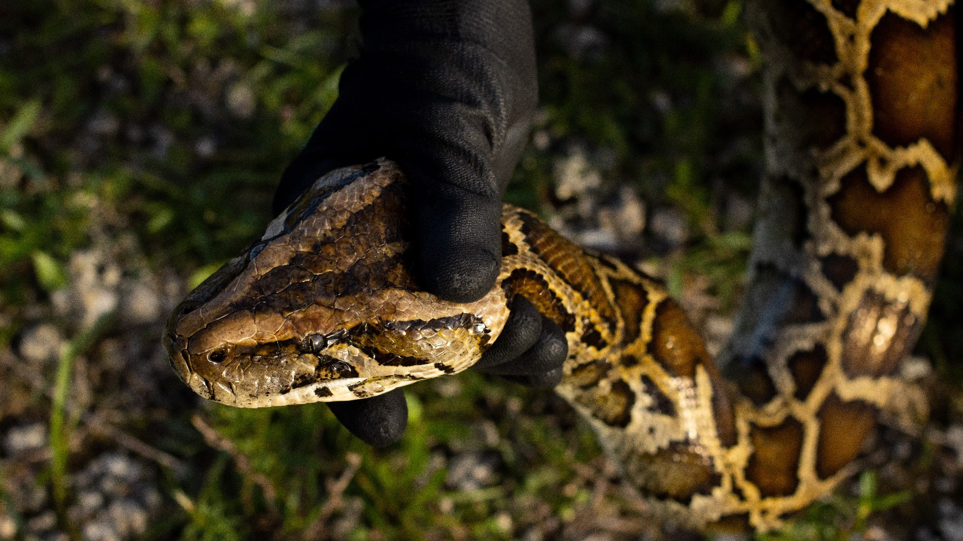 Watch: Whole alligator found inside 18-foot Burmese python | wtsp.com