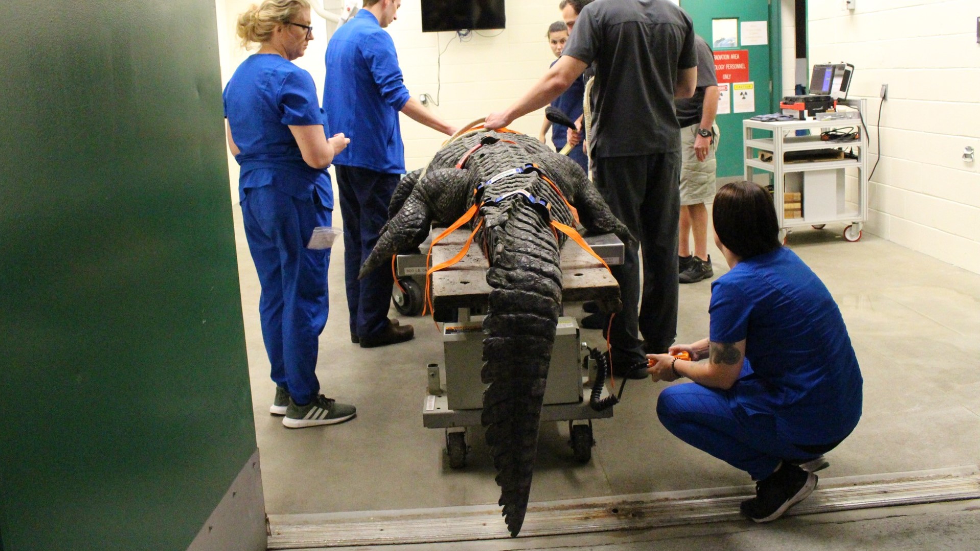 Gallery: Huge alligator gets a CT scan at UF's veterinary school | wtsp.com